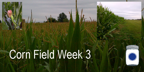 Summer Food Part II: Corn • Pantry Paratus