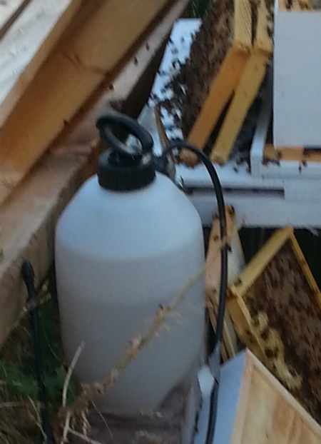 Homesteading Heartbreak: How to Kill a Beehive on Purpose • Pantry Paratus